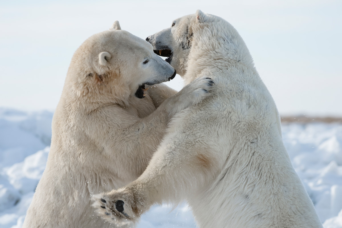 medsurplusonline -Expandable Lemaitre Valvulotome